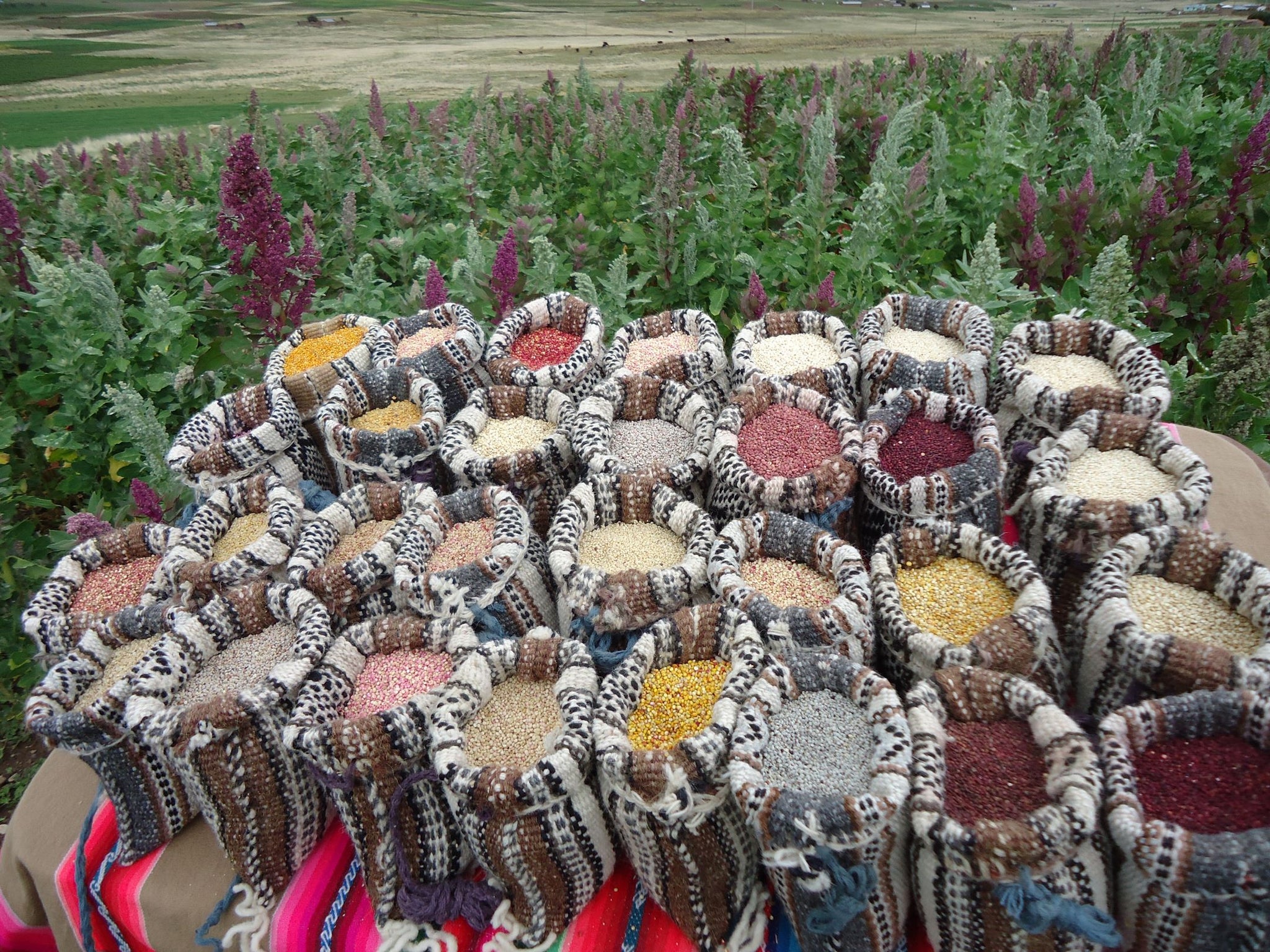 Organic September – Quinola